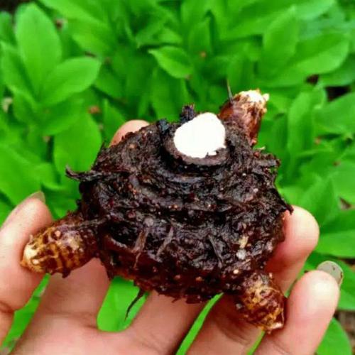 Jual BIBIT SUWEG BIBIT UMBI SUWEG ANAKAN SUWEG POHON SUWEG AMORPOFALUS ...