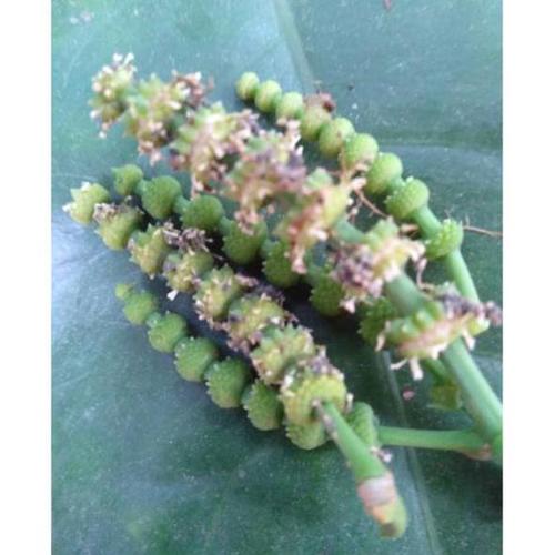 Jual KEMBANG MELINJO 1KG SUCENG UCENG KROTO MELINJO BUNGA MELINJO SEGAR ...