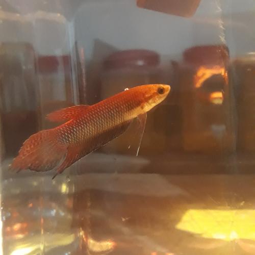 Jual Wild betta simorum/bellica cupang alam ukuran 5-6cm - male, M ...