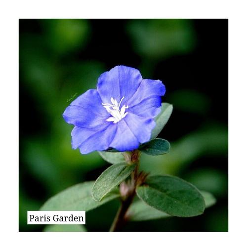 Jual TANAMAN BUNGA BLUE EYES BUNGA NEMOPHILA - BIBIT BUNGA BABY BLUE ...