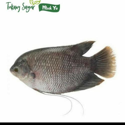 Jual Gurame hidup ukuran besar - Kota Tangerang Selatan ...
