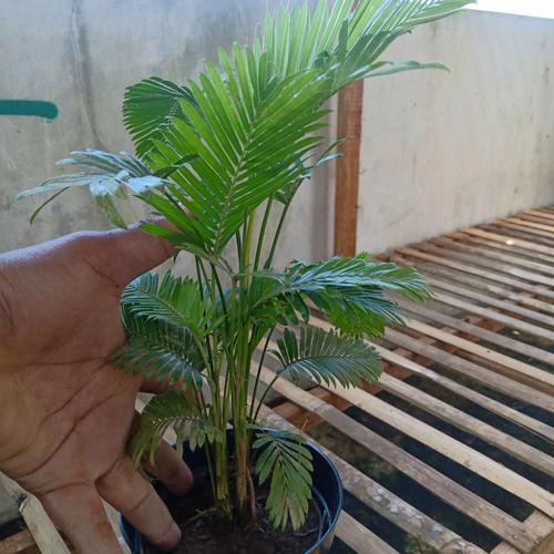 Jual Palem mini paris tanaman hias indoor - Kab. Kebumen - Kamaniya ...