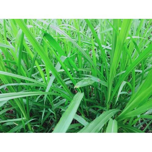 Jual Bibit Suket Benih Rumput Pakchong Gama Umami Zanzibar Odot Dan ...