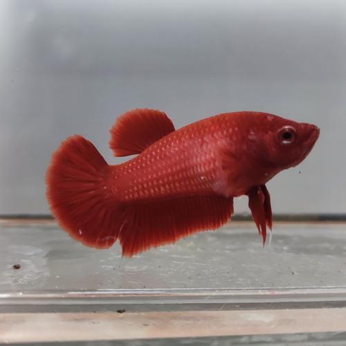 Jual Ikan Cupang Plakat Super Red Line Thailand - Female - Kab. Bogor ...