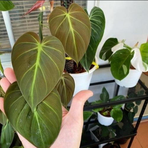 Jual Philodendron Micans / Philo Micans - Tanaman Hias Philodendron ...