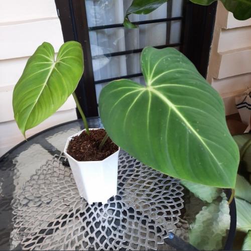 Jual Philodendron Gloriosum / Philo Gloriosum - Tanaman Hias ...