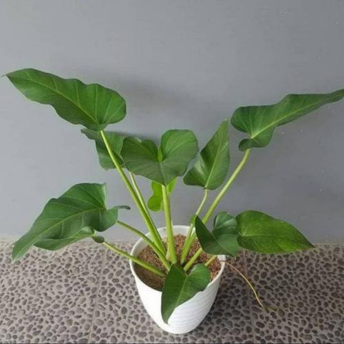 Jual Philodendron Marble / Philo Marble - Tanaman Hias Philodendron ...