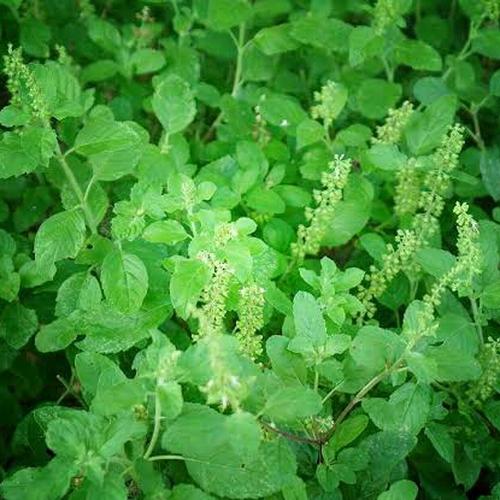 Jual pohon daun ruku ruku tinggi 40 cm+ pot hitam - Kota Tangerang ...