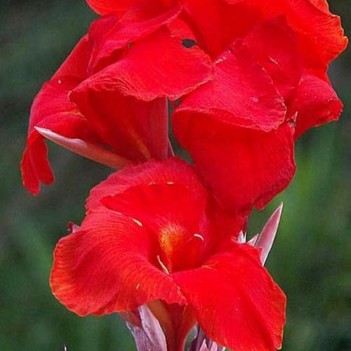 Jual tanaman hias bunga tasbih canna bunga merah - Kab. Bogor - Dyas ...