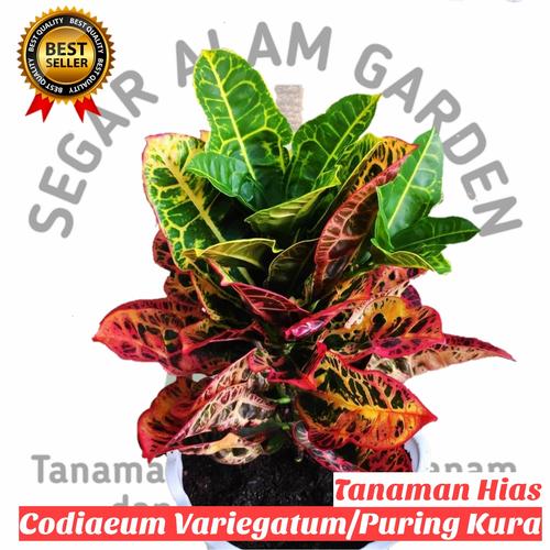 Jual Tanaman Hias Codiaeum Variegatum - Puring Kura-kura - Kab. Bogor ...