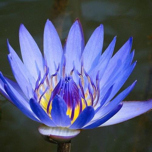 Promo TANAMAN HIAS AIR TERATAI BUNGA BIRU NYMPHAEA - Kab. Bogor ...