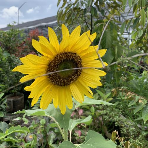 Jual Bibit Tanaman Bunga Matahari - Pohon Helianthus Annuus - 20-30cm ...