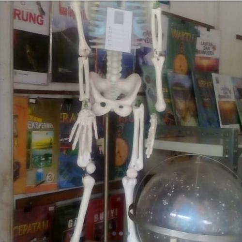 Jual model kerangka manusia mini alat peraga torso 100cm - Kota ... Jual model kerangka manusia mini alat peraga torso 100cm - Kota ...