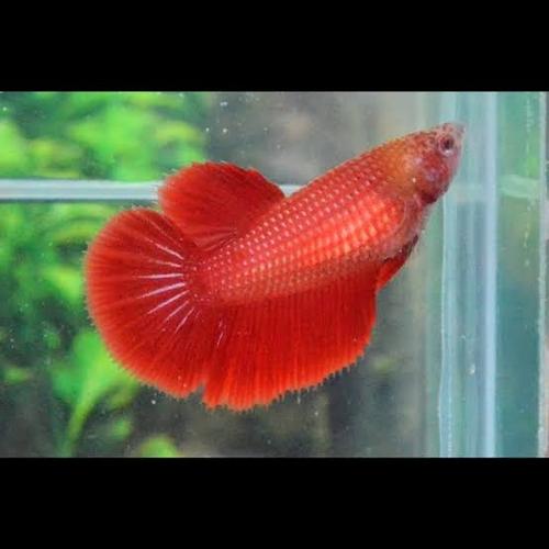 Jual IKAN CUPANG Super red BETINA / Cupang HM Super red female TERLARIS ...