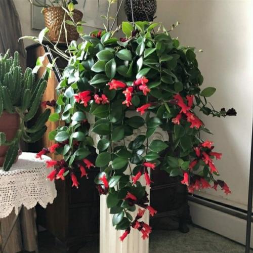 Jual tanaman gantung - tanaman menjuntai - tanaman bunga - Lipstick ...
