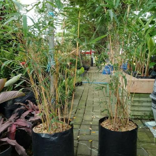 Promo Bibit Bambu Kuning Mini Kelas Premium, Bambu Kuning Hias - Kota ...