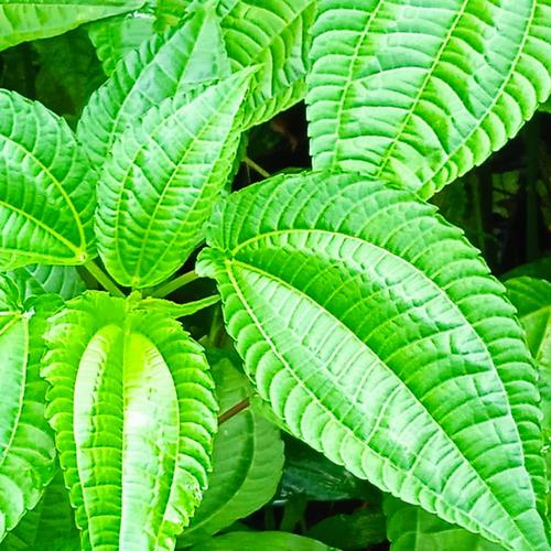 Jual daun lalap pohpohan segar 500 gram - Jakarta Selatan - toko intan ...