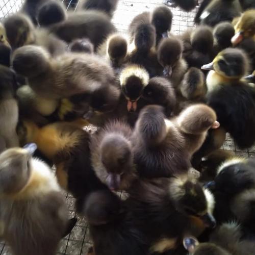 Jual bibit bebek hibrida | dod hibrida | bebek hibrida | bebek pedaging ...