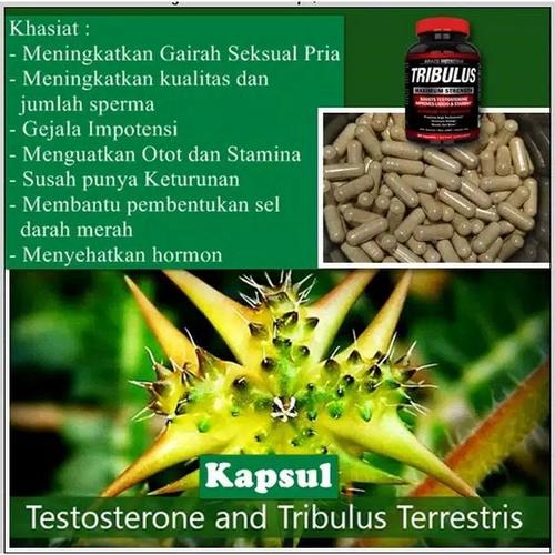Jual Kapsul Tribulus Obat Jamu Herbal Testoterone And Terrestris ...