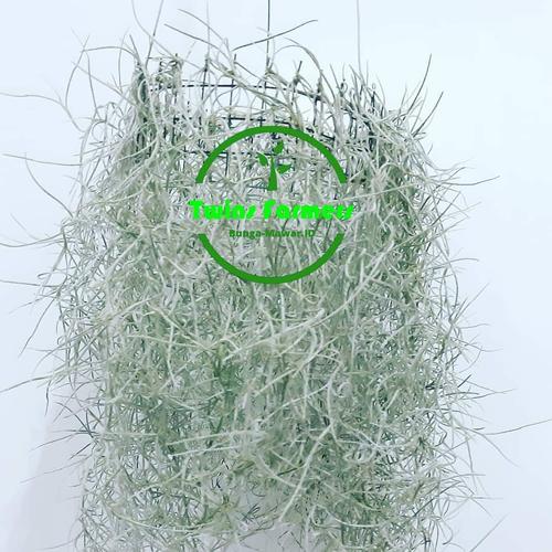 Jual Tanaman Jenggot Dewa /Jenggot Musa Panjang 25 Cm Up - Kab. Bandung ...