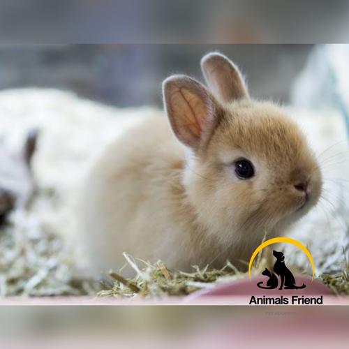 Jual KELINCI NETHERLAND DWARF - Putih - Kota Tangerang - ANIMALS FRIEND ...