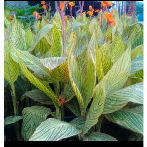 Jual kana variegata - tanaman kana variegata - pohon kana bunga orange ...
