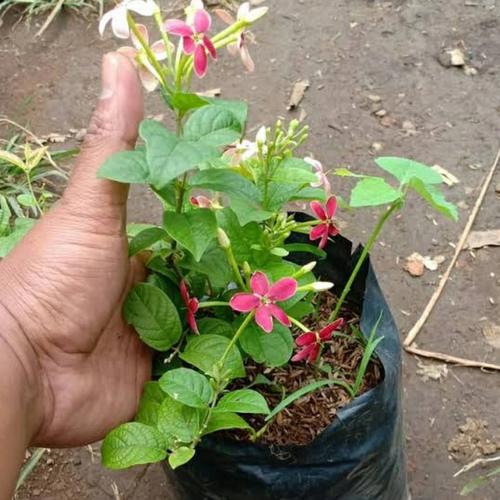 Jual pohon melati belanda mini-bibit pohon melati belanda mini - Kab ...