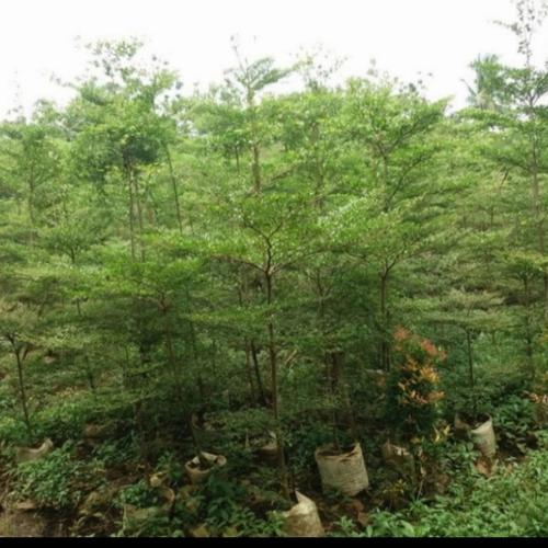 Jual pohon ketapang kencana mini tinggi 2,5meter - Kota Depok - Tanaman ...