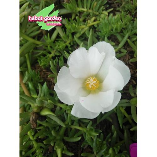 Jual sutra bombay bunga putih besar-Portulaca grandiflora Samba white ...