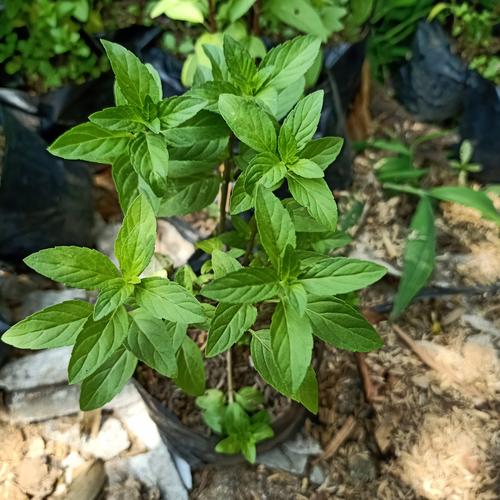 Jual Bibit Tanaman Peppermint - Pohon Daun Rasa Mint - Herbal - Kab ...