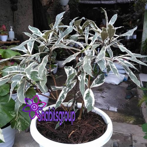 Jual Tanaman hias gandarusa - tanaman gandarusa - tanaman outdoor - Kab ...
