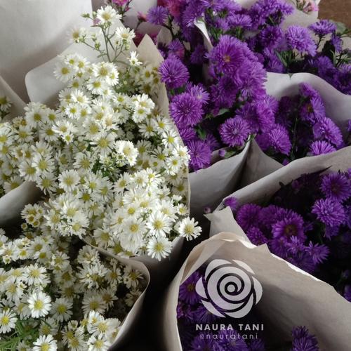 Jual Bunga pikok potong asli segar isi 5 tangkai - Putih - Kab. Bandung ...