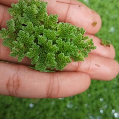 Promo BIBIT AZOLLA 1KG BENIH AZOLA MICROYLLA - Pulau jawa - Kab ...