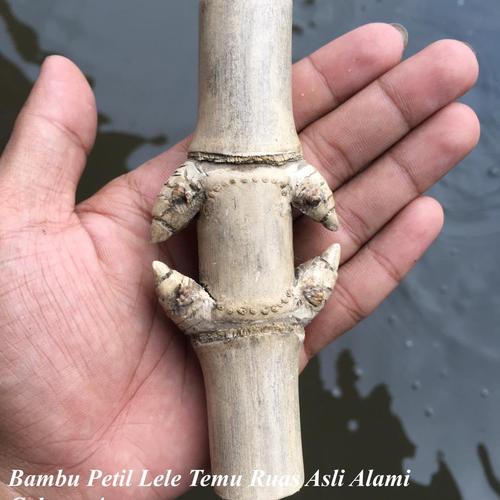 Jual Bambu Pethuk Petil Lele Langka - Kab. Banjar - Budaya Banua ...