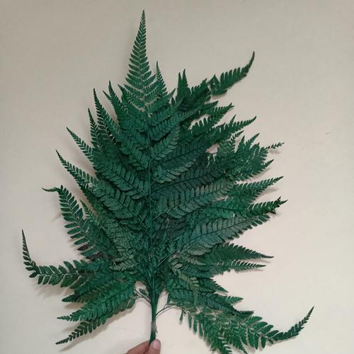 Jual daun pakis hijau kering | daun paku | dried flower | rustic - Kab ...