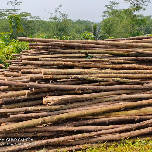 Jual DOLKEN 8-10 4MTR cerukcuk - Jakarta Pusat - Kayu kaso balok bambu ...