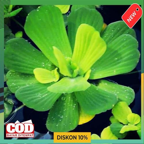 Jual daun tanaman enceng eceng gondok apu-apu murah aquascape aquarium ...