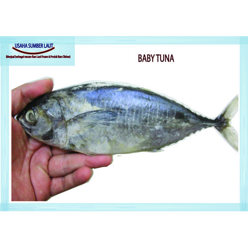 Jual BABY TUNA/ IKAN BABY TUNA SEGAR FROZEN BERKUALITAS TERMURAH 1 Kg ...