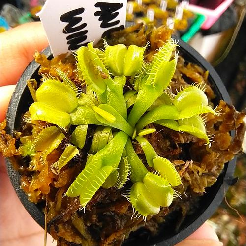 Jual Venus Fly Trap Angel Wings Venus FlyTrap Angel Wings - Kab. Kebumen - SENOPATY | Tokopedia