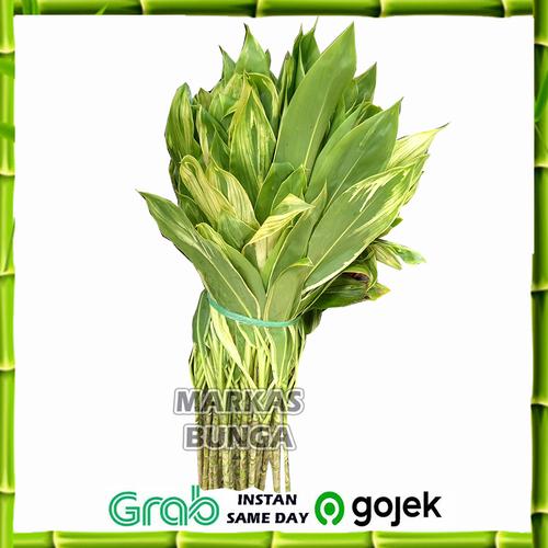 Jual Daun andong / Daun andong asli - Jakarta Barat - MARKAS_BUNGA ...