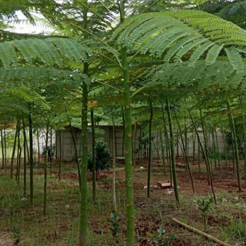 Jual Tanaman hias. pohon Solobium pohon peneduh. ukuran 3 meter. - Kota ...