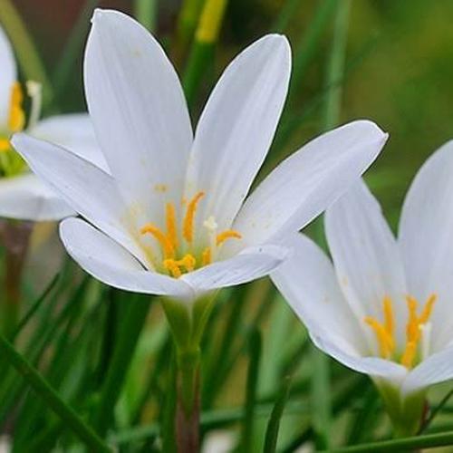 Jual Tanaman Hias Lily Hujan Bunga Putih - Lili Hujan Putih - Kota ...