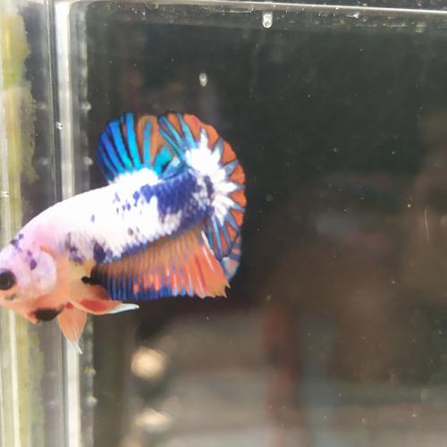 Jual Ikan Cupang Hias Pink Flamingo Flaminggo Fancy - Kota Bekasi ...