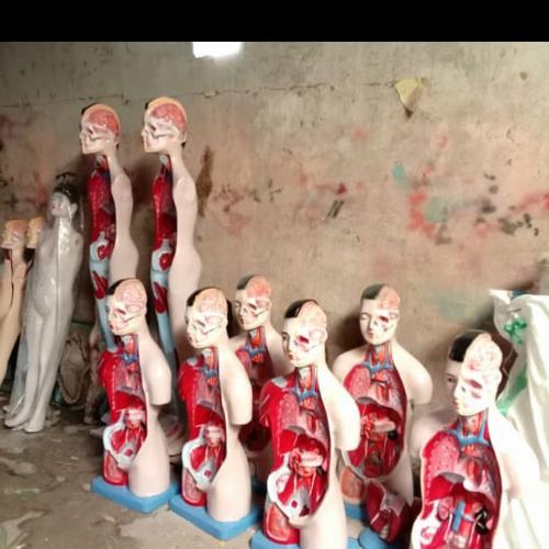 Jual alat peraga pendidikan model phantom torso manusia dwi fungsi ...