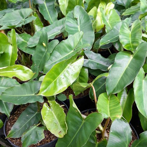 Jual Tanaman anthurium burlemarx - Kota Batu - Rocketfield Plantary ...