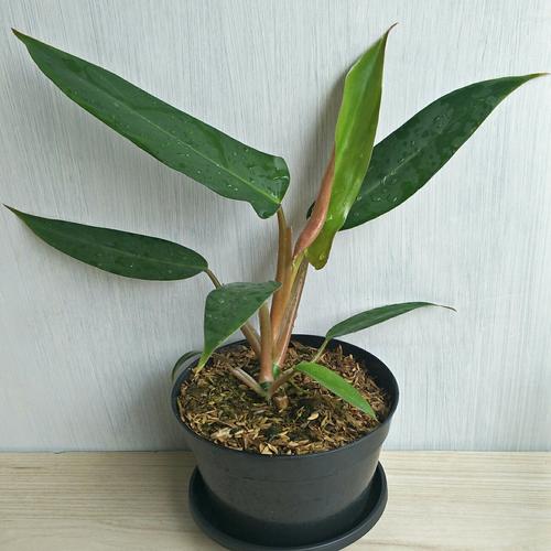 Jual Philodendron Mexicanum | Tanaman Hias Indoor | Philo - Kota Depok ...