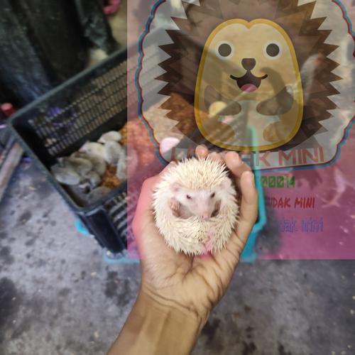 Jual Landak mini 2 bulan up - Kab. Jember - Peternak Landak Mini ...