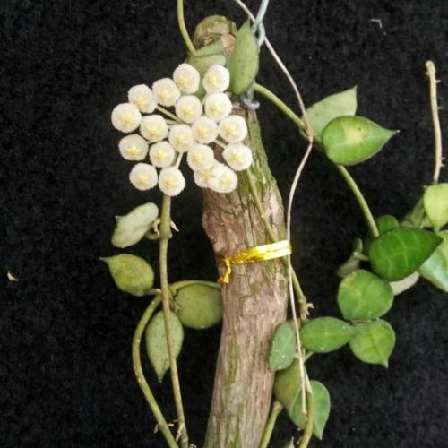 Jual anggrek hoya veruculosa - Jakarta Selatan - Alfariq store _1 ...