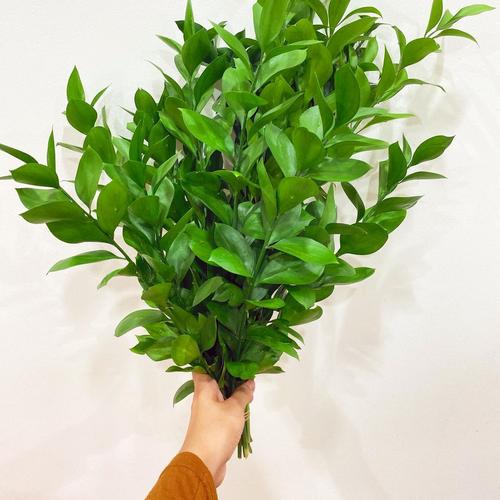 Jual ruskus fresh flower bunga potong tangerang - Kab. Tangerang ...