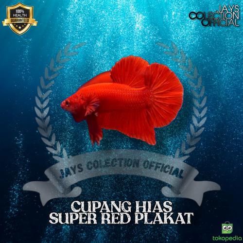Jual IKAN CUPANG SUPER RED - PLAKAT - Jakarta Selatan - Jays Colection ...